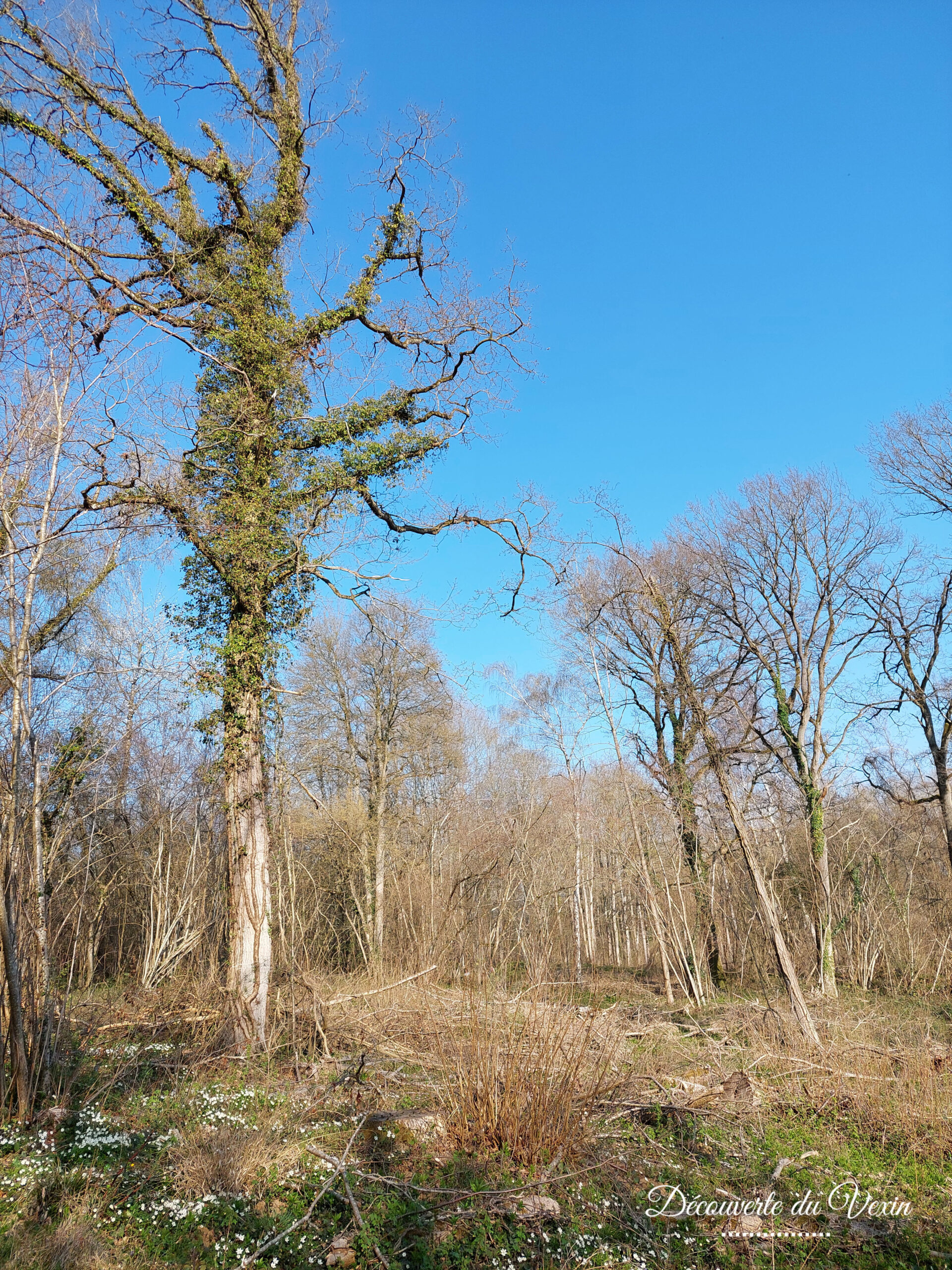 Visite du Bois de Morval au pas de l’âne – Découverte du Vexin